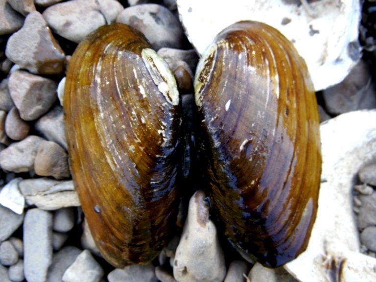 The Scenic Duck River - Explore this natural treasure in Tennessee