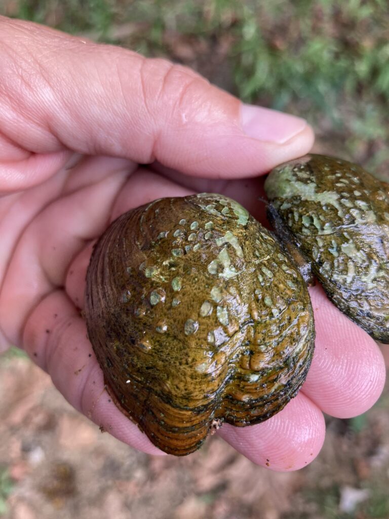 Guided Paddling Trips - Explore and Learn More About the Duck River